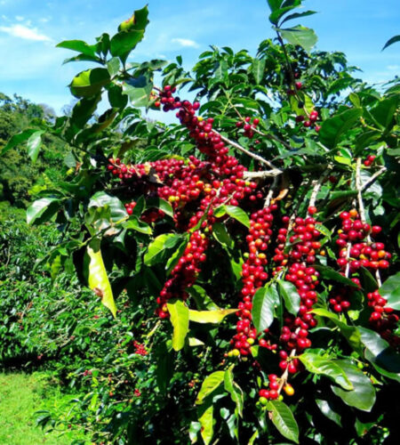 Here are some key categories of crops found in Afro-Caribbean nations ...